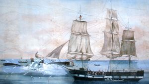 About American Offshore Whaling Voyages – Whaling History